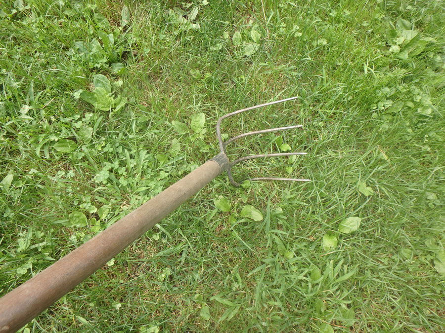 Henry Homeyer: Attract pollinators with native plants | The Chester ...